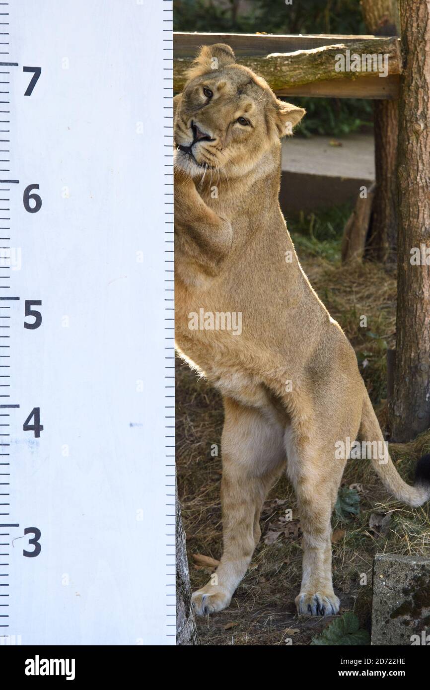 An Asiatic Lion is measured at the annual weigh-in, at London Zoo in ...