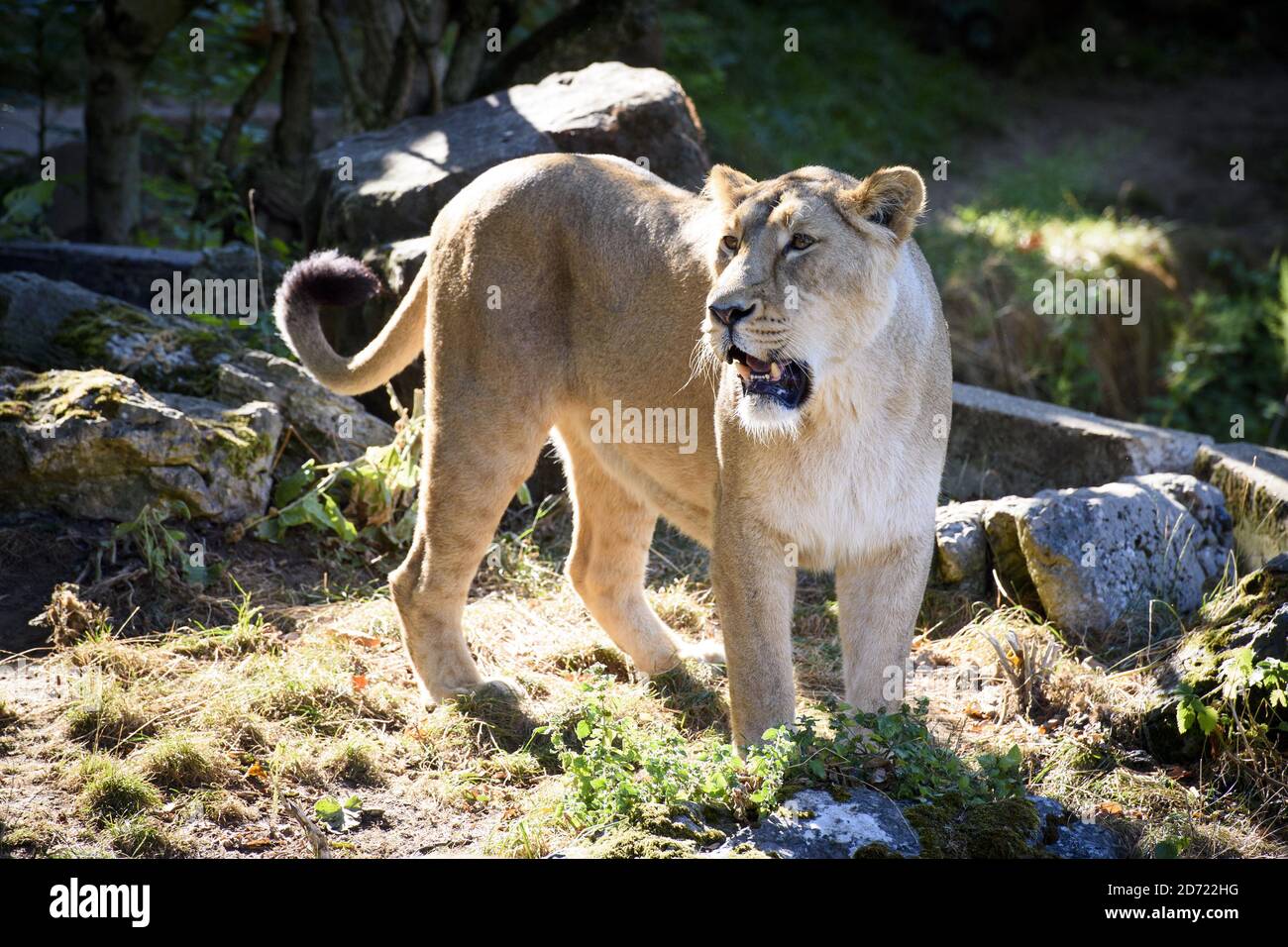 London zoo lion enclosure hi-res stock photography and images - Alamy