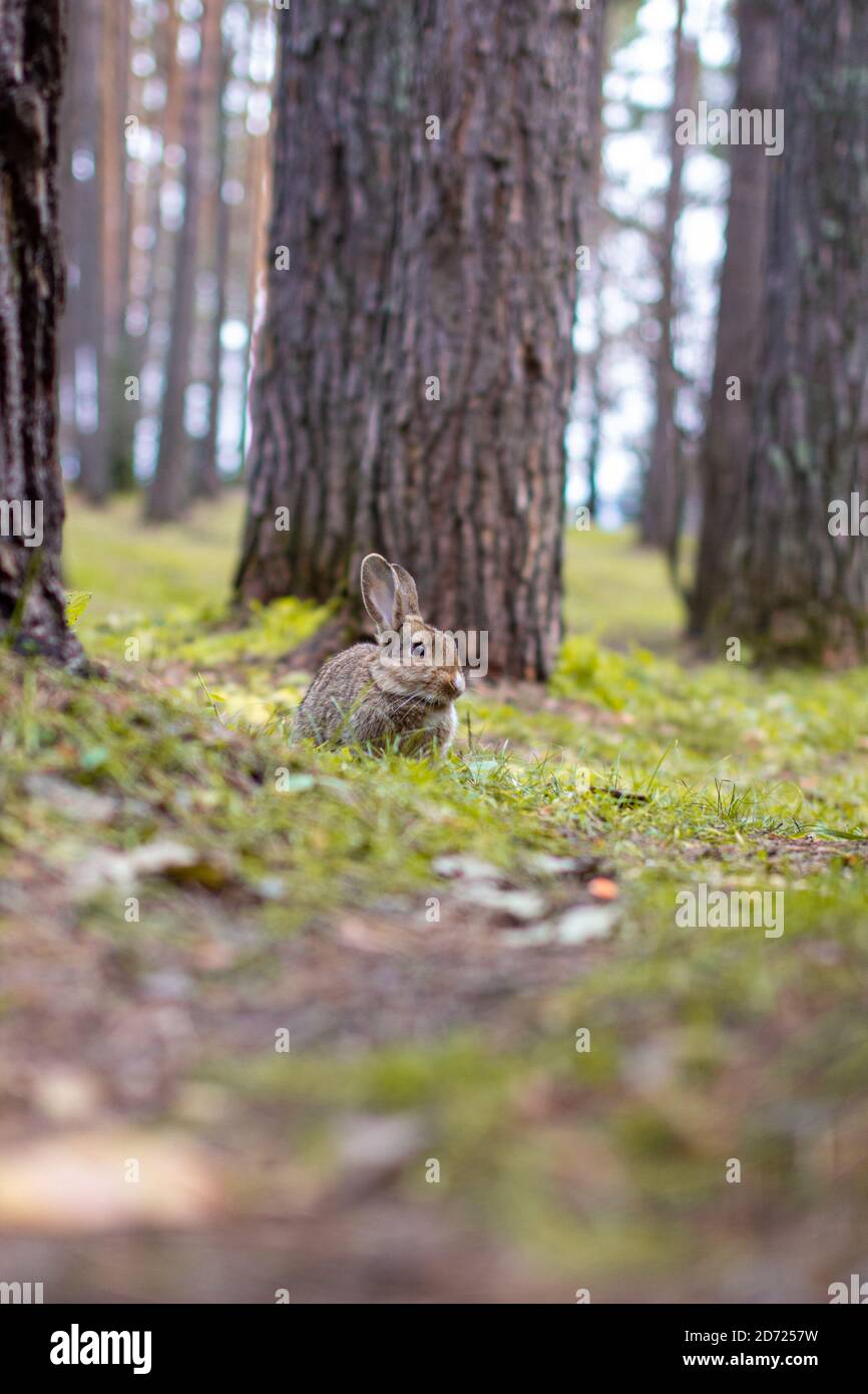 Beautiful rabbit runs in the forest and chews grass leaf and leaves ...