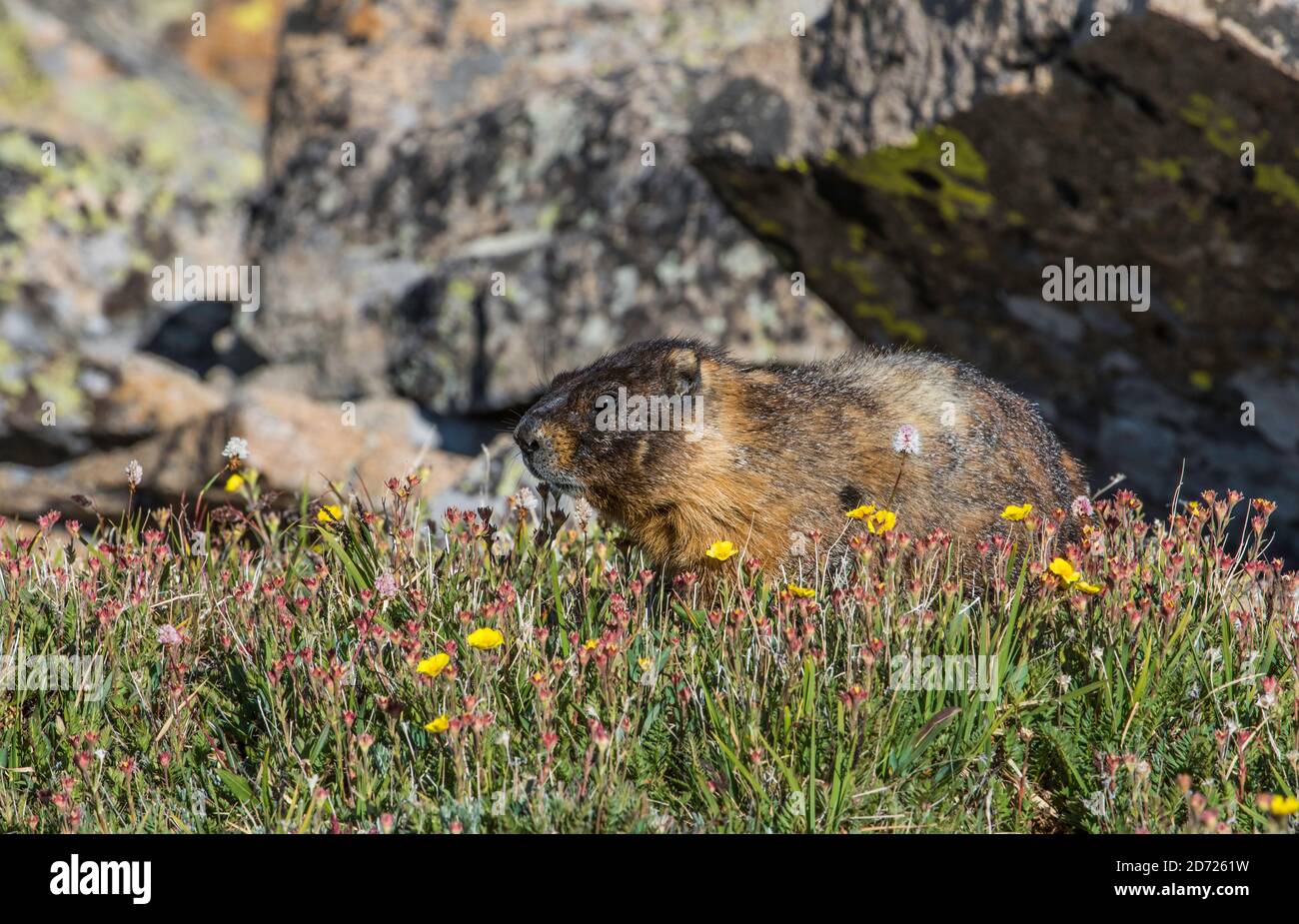 Yellow-bellied Marmot (Marmota flaviventris) Rocky Mountains, Colorado ...