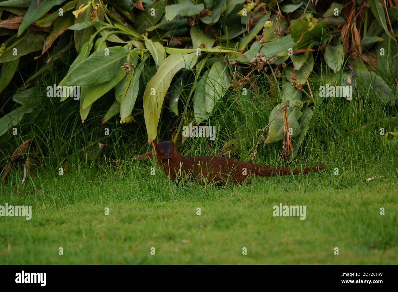 Garangan jawa hi-res stock photography and images - Alamy