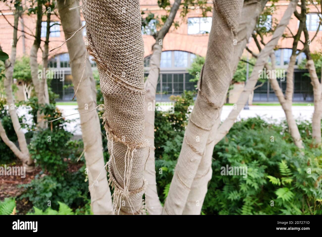 A tree / bush trunk with a bandage. Protection from cold, insects ...