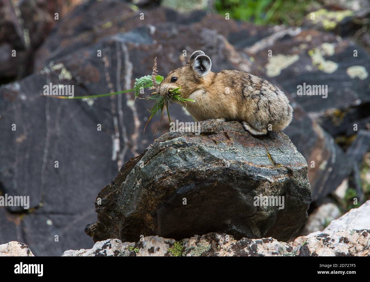 American pika rocky mountains colorado hi-res stock photography and ...