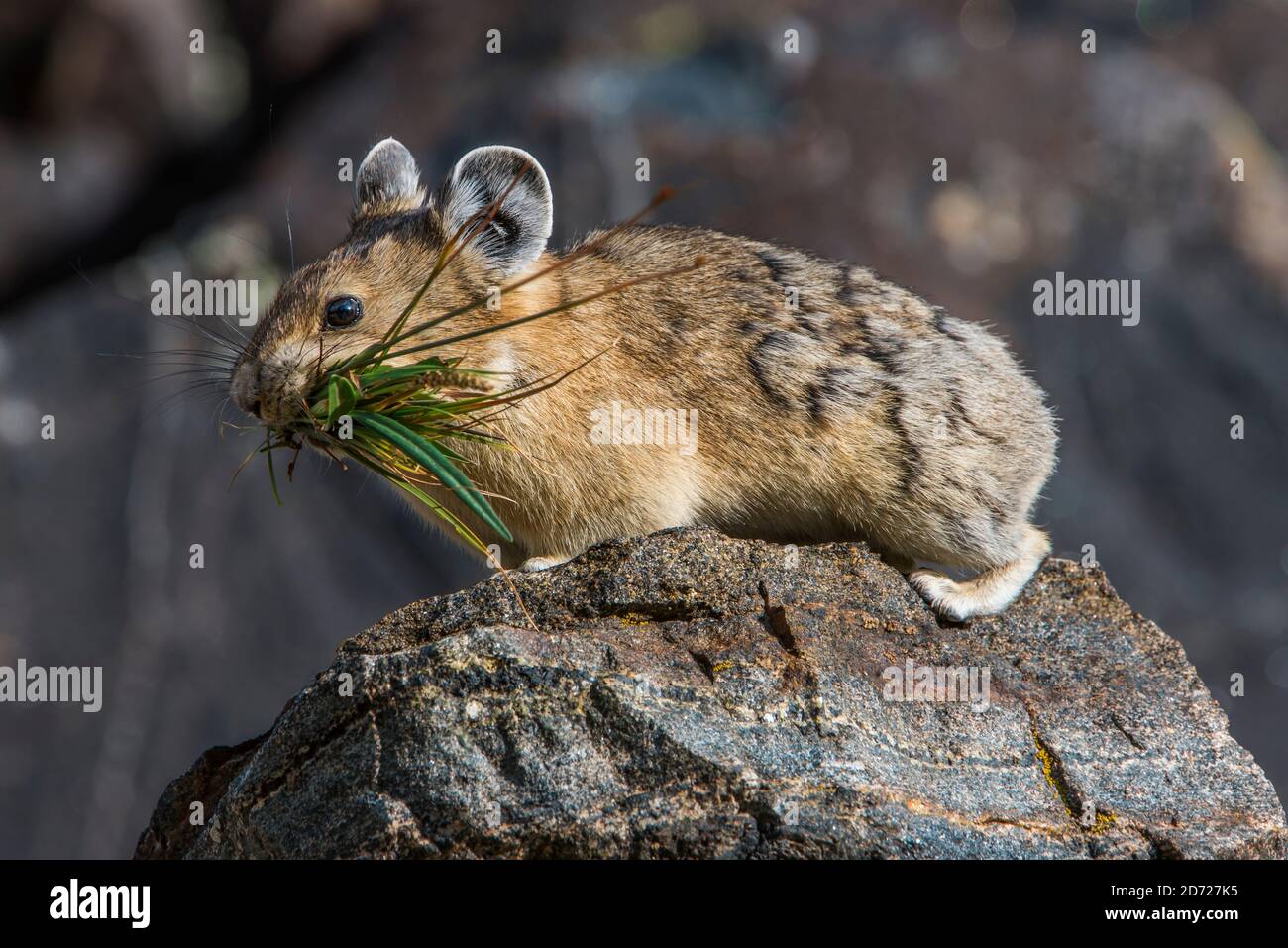American pika rocky mountains colorado hi-res stock photography and ...