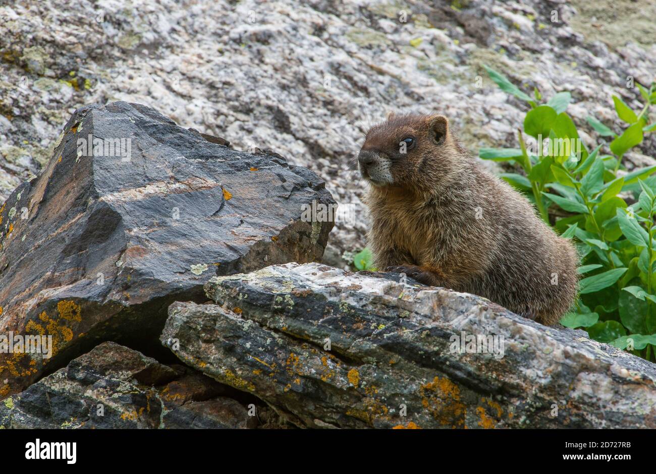 Young Yellow-bellied Marmot (Marmota flaviventris) Rocky Mountains ...