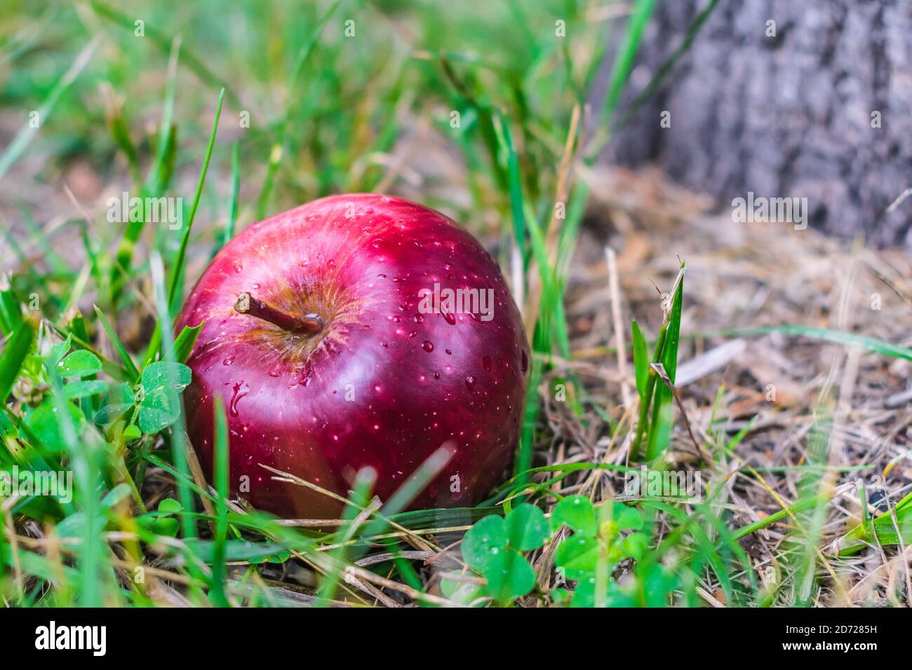 A large red and ripe apple fell from the tree to the ground Stock Photo ...