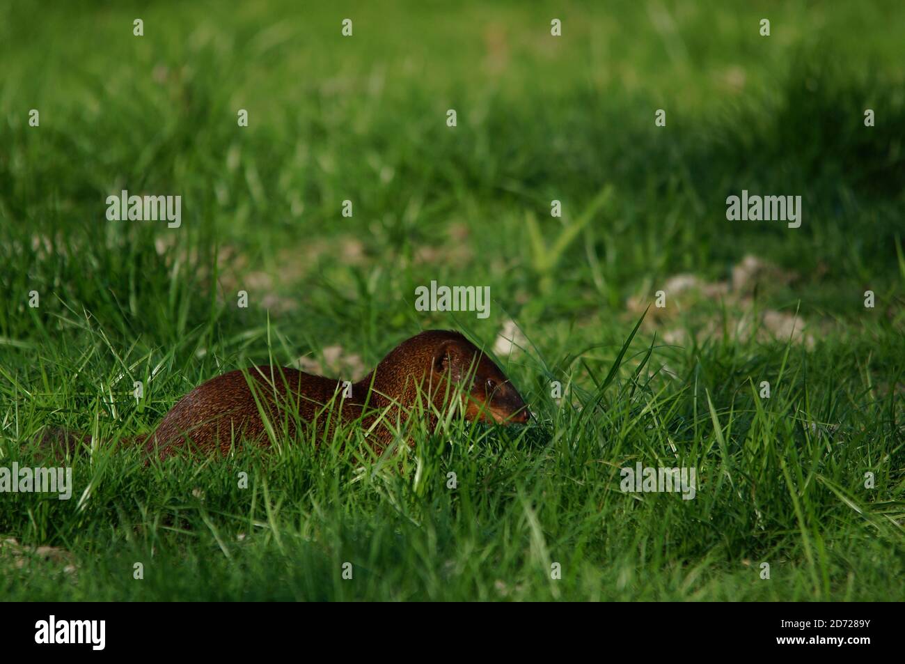 Marsh mongoose hi-res stock photography and images - Alamy