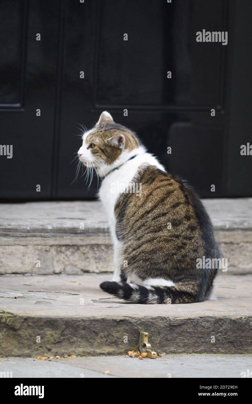 Larry the cat at downing street hi-res stock photography and images - Alamy