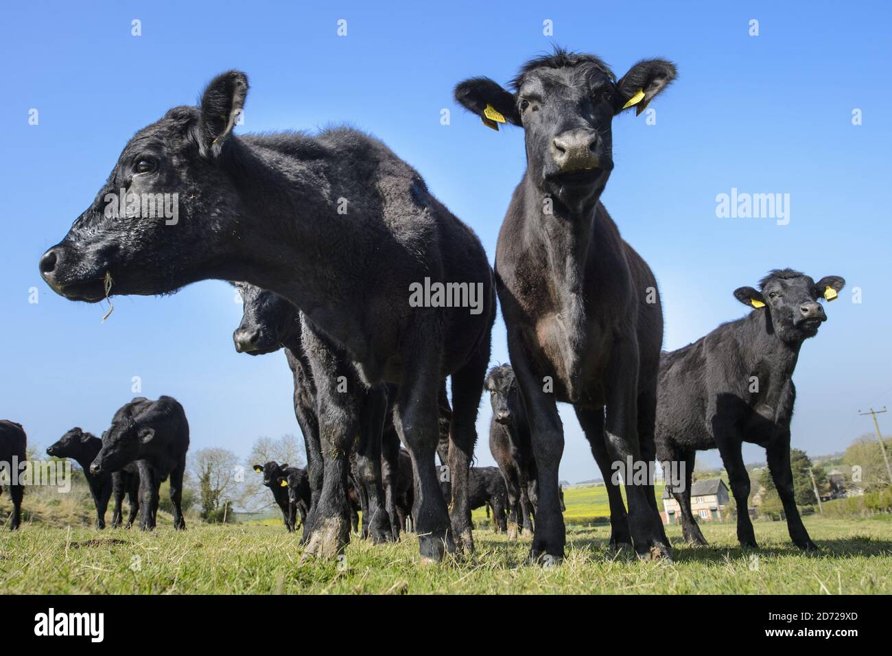 Aberdeen Angus beef cows pictured on the Waitrose Leckford Estate in ...