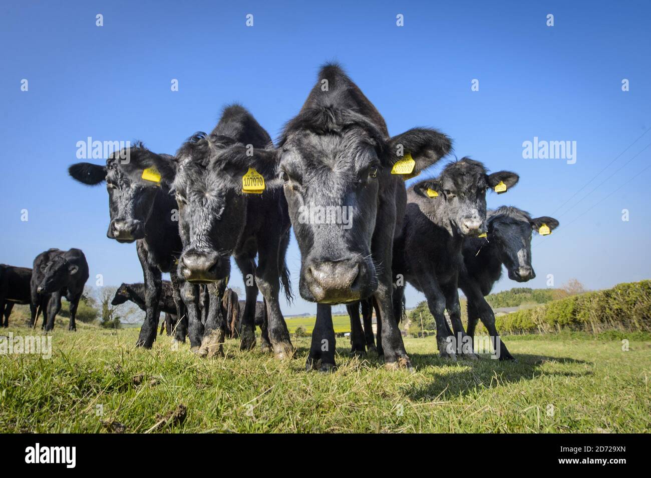 Aberdeen Angus beef cows pictured on the Waitrose Leckford Estate in ...