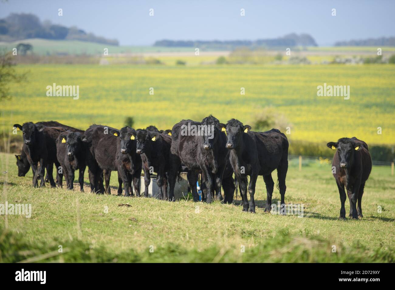 Aberdeen Angus beef cows pictured on the Waitrose Leckford Estate in ...