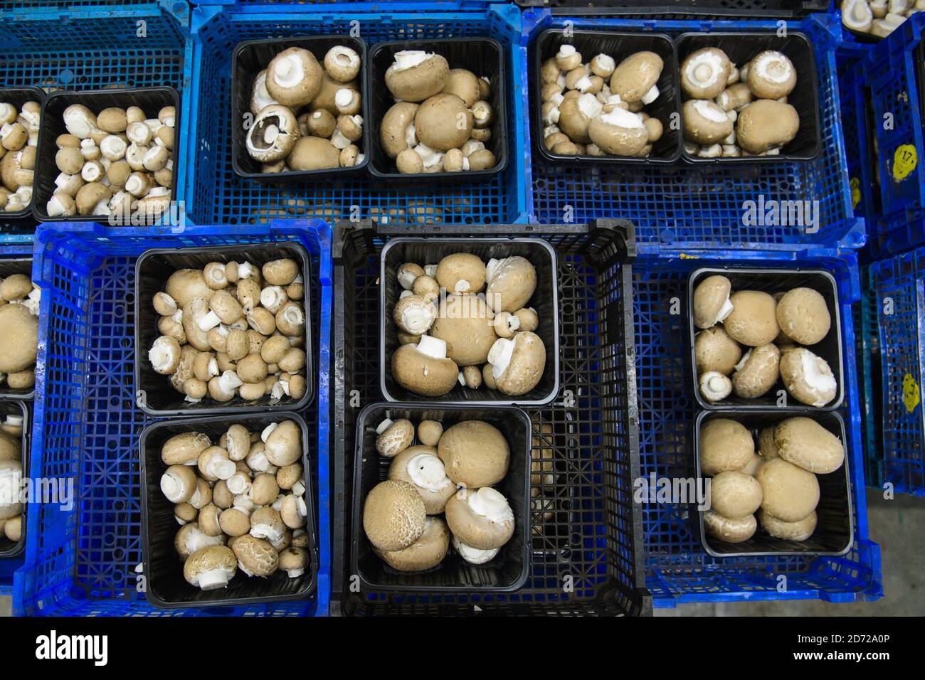 Chestnut mushrooms on compost growth hi-res stock photography and ...