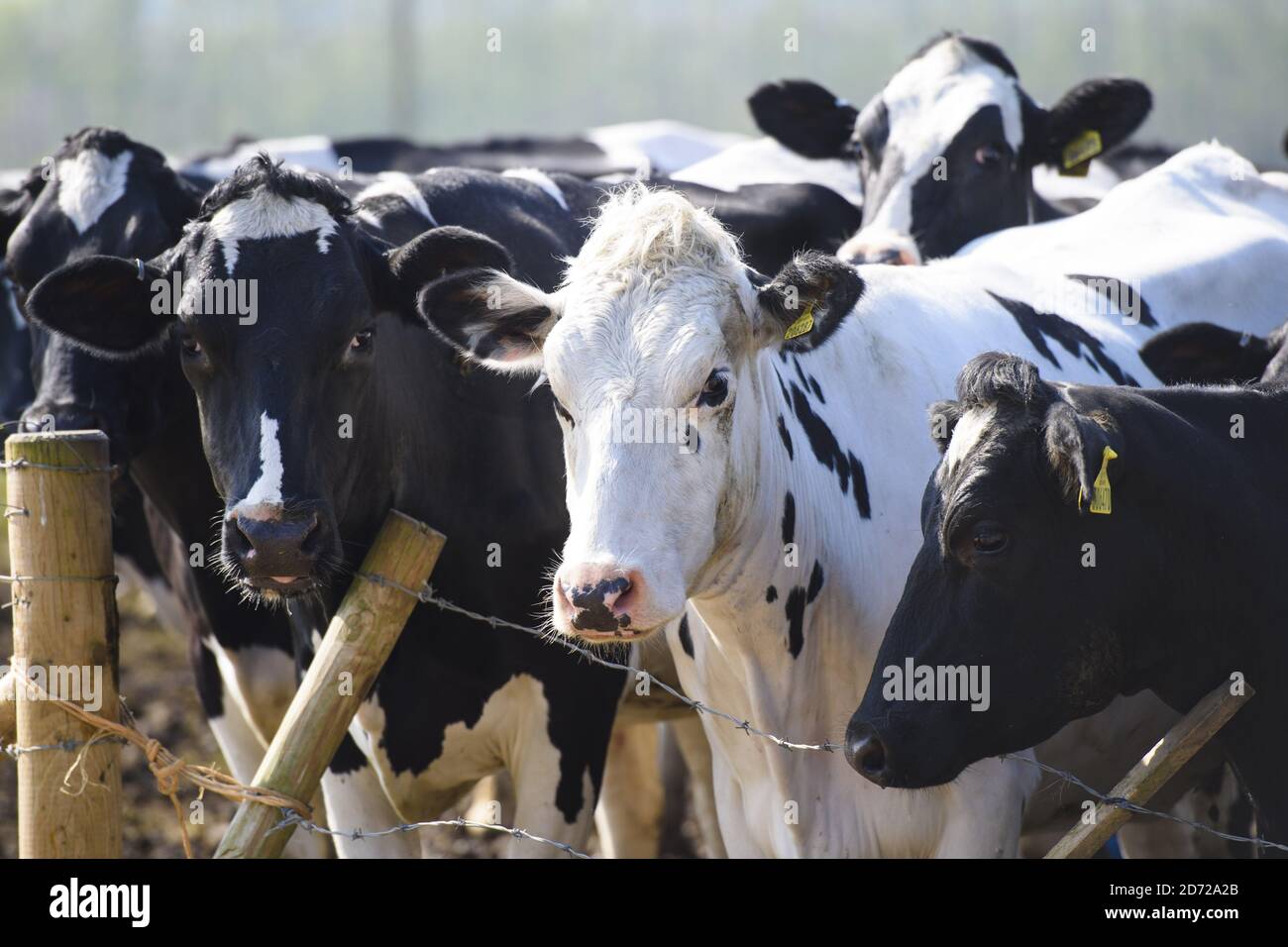 Holstein Friesian dairy cows pictured on the Waitrose Leckford Estate ...