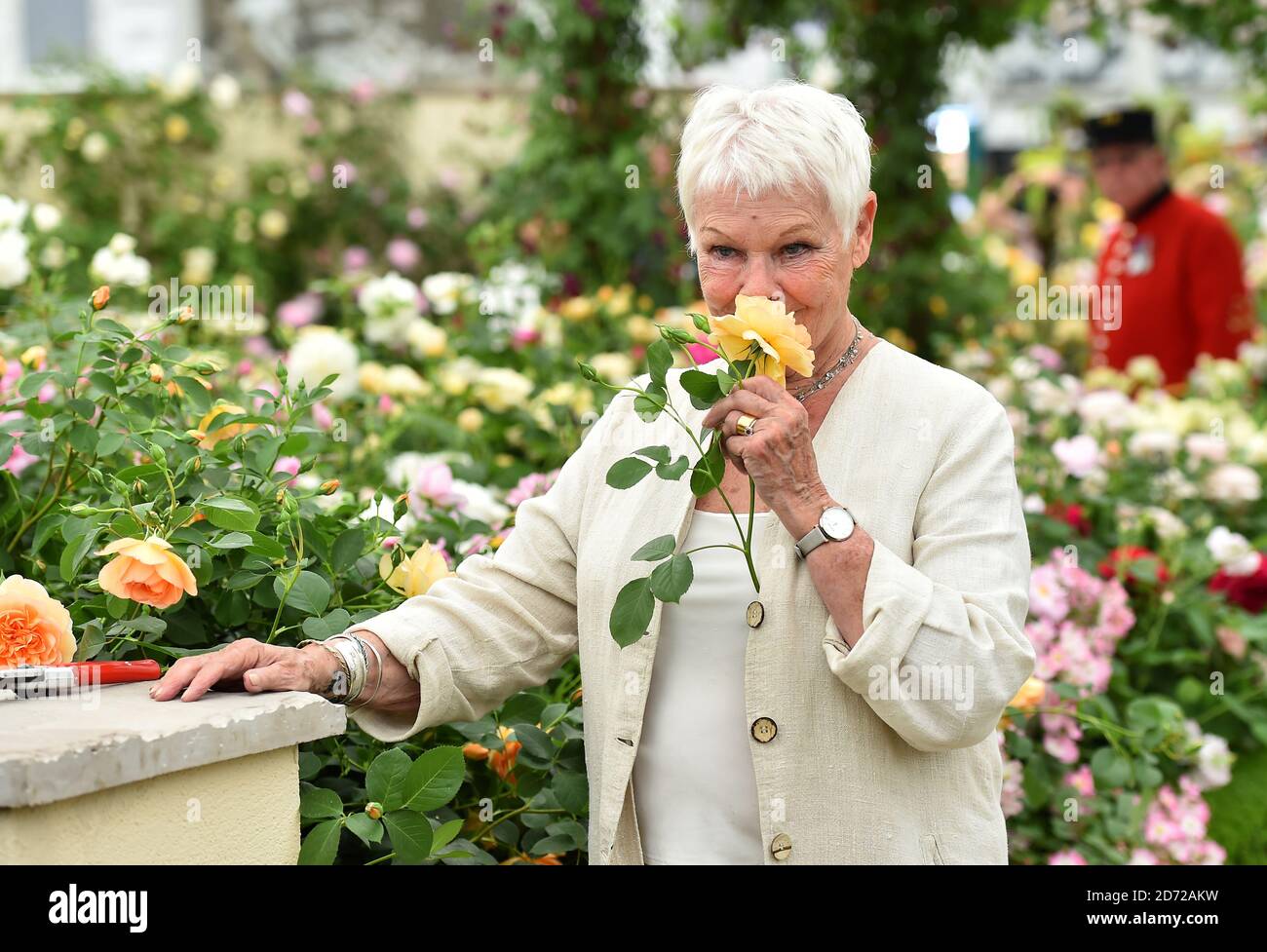 Judi Dench has a rose named after her in the Dave Austin Stand at the ...