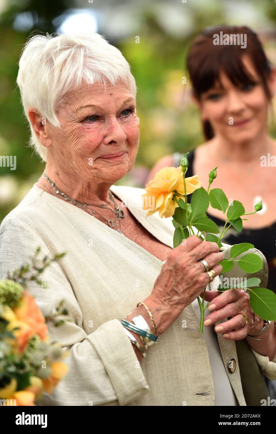 Judi Dench has a rose named after her in the Dave Austin Stand at the ...
