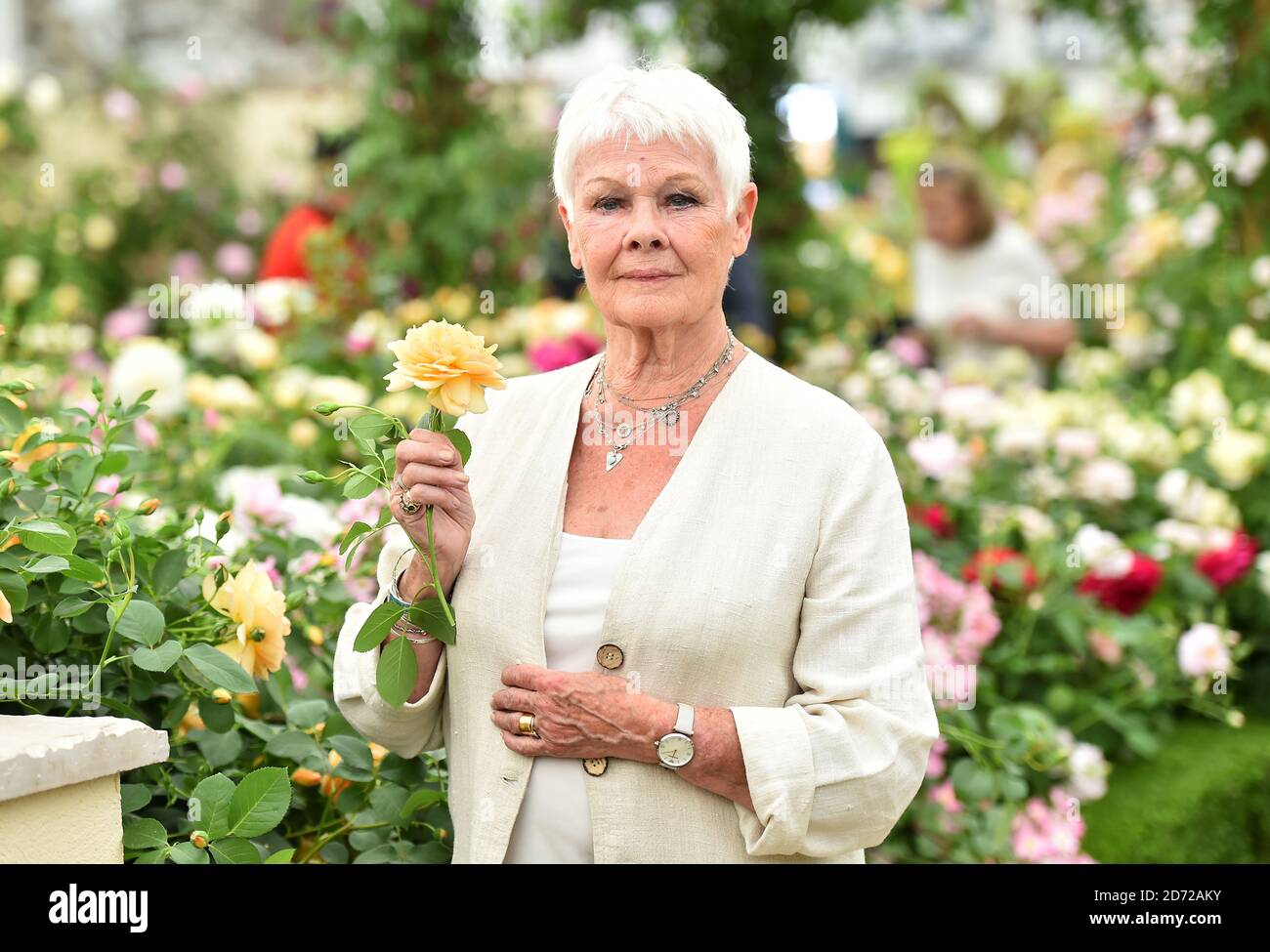 Judi Dench has a rose named after her in the Dave Austin Stand at the ...