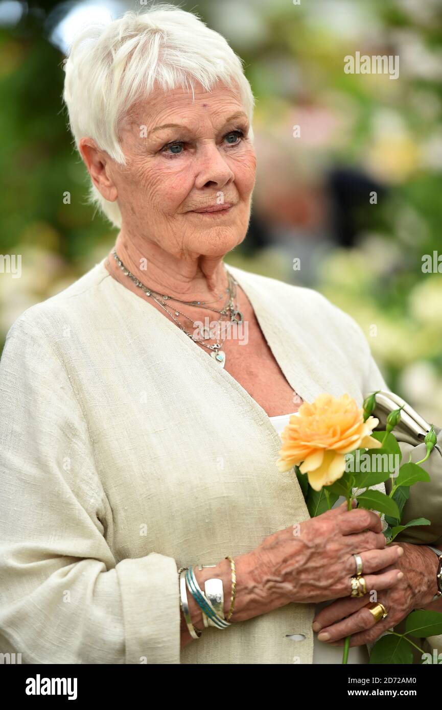 Judi Dench has a rose named after her in the Dave Austin Stand at the ...