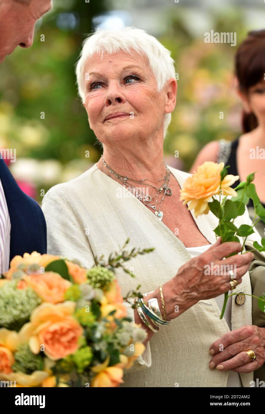 Judi Dench has a rose named after her in the Dave Austin Stand at the ...