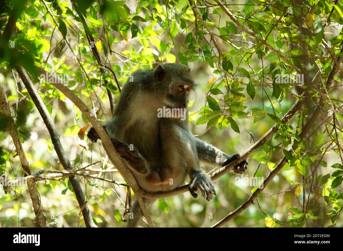 Long macaque on a tree branch Stock Photo - Alamy
