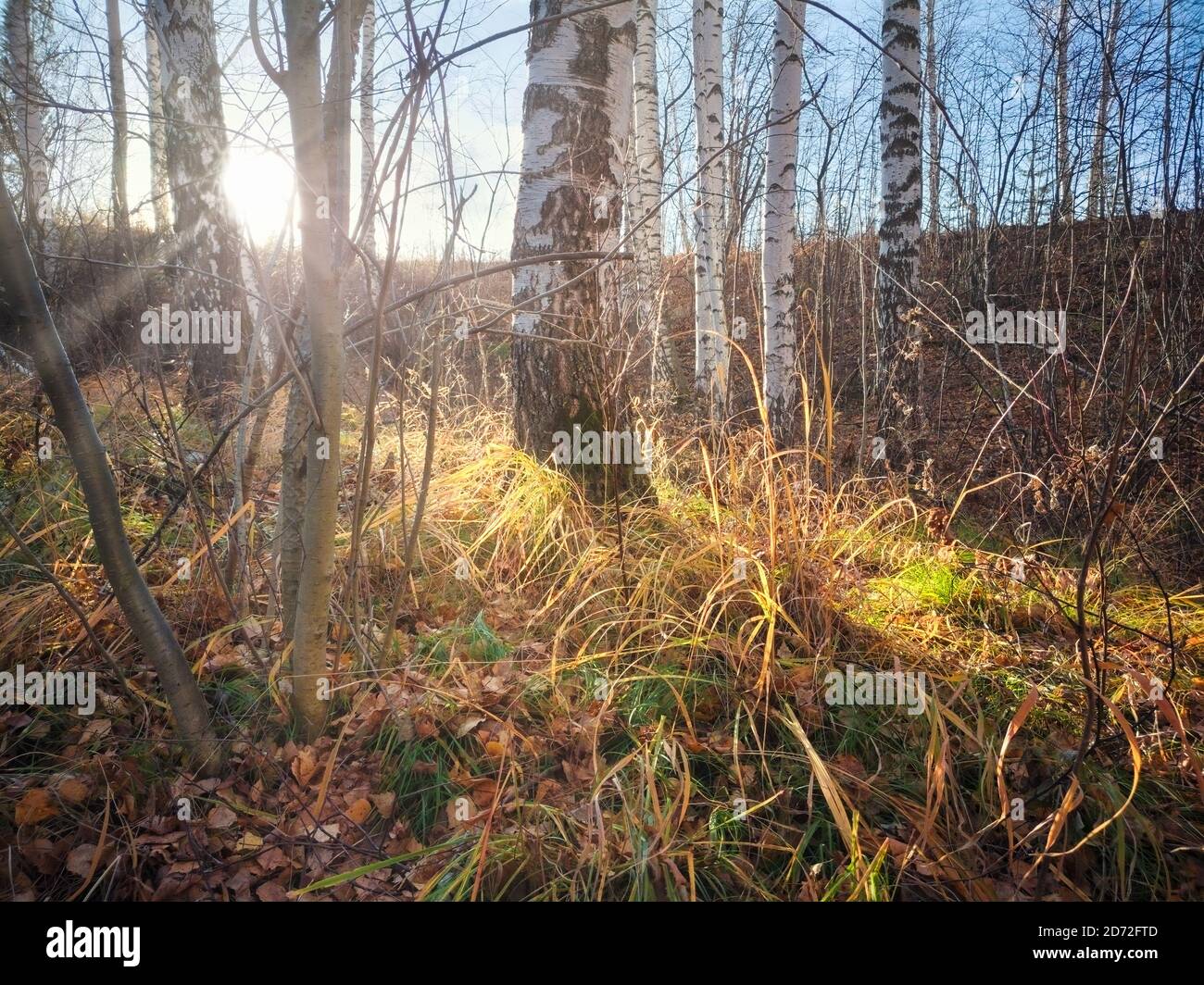 Beautiful landscape in autumn birch grove. Autumn landscape birch trees ...