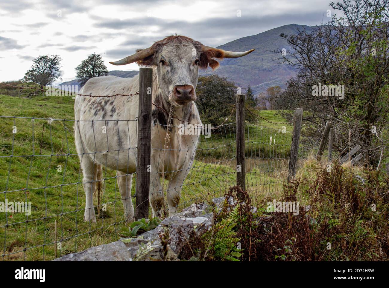 Bored cow in Lake district. lovely set of horns Stock Photo - Alamy