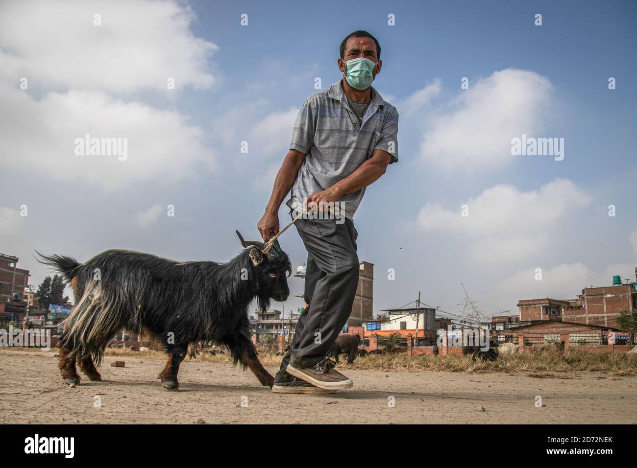 A man drags a goat after buying it from a livestock market for ...