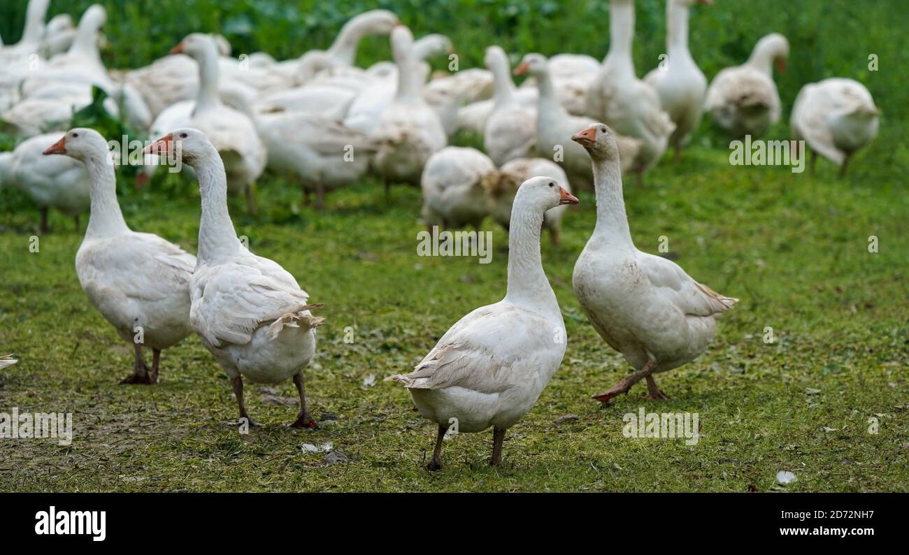 Eskildsen High Resolution Stock Photography and Images - Alamy