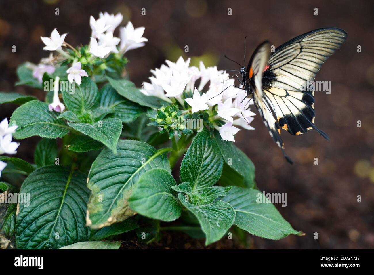 Live tropical butterflies hi-res stock photography and images - Alamy