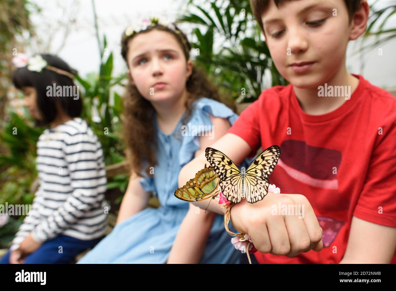 Finlay, aged 8, from London, holds butterflies at the Sensational ...