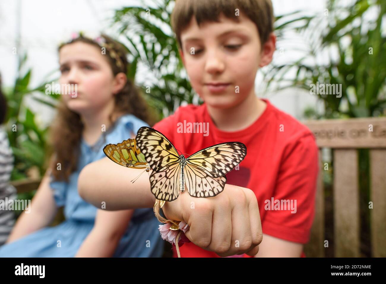 Finlay, aged 8, from London, holds butterflies at the Sensational ...