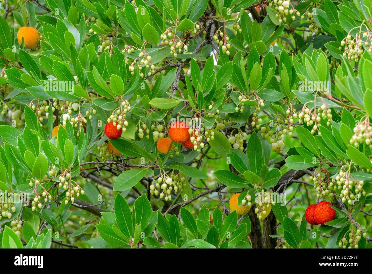 Arbutus unedo strawberry tree hi-res stock photography and images - Alamy