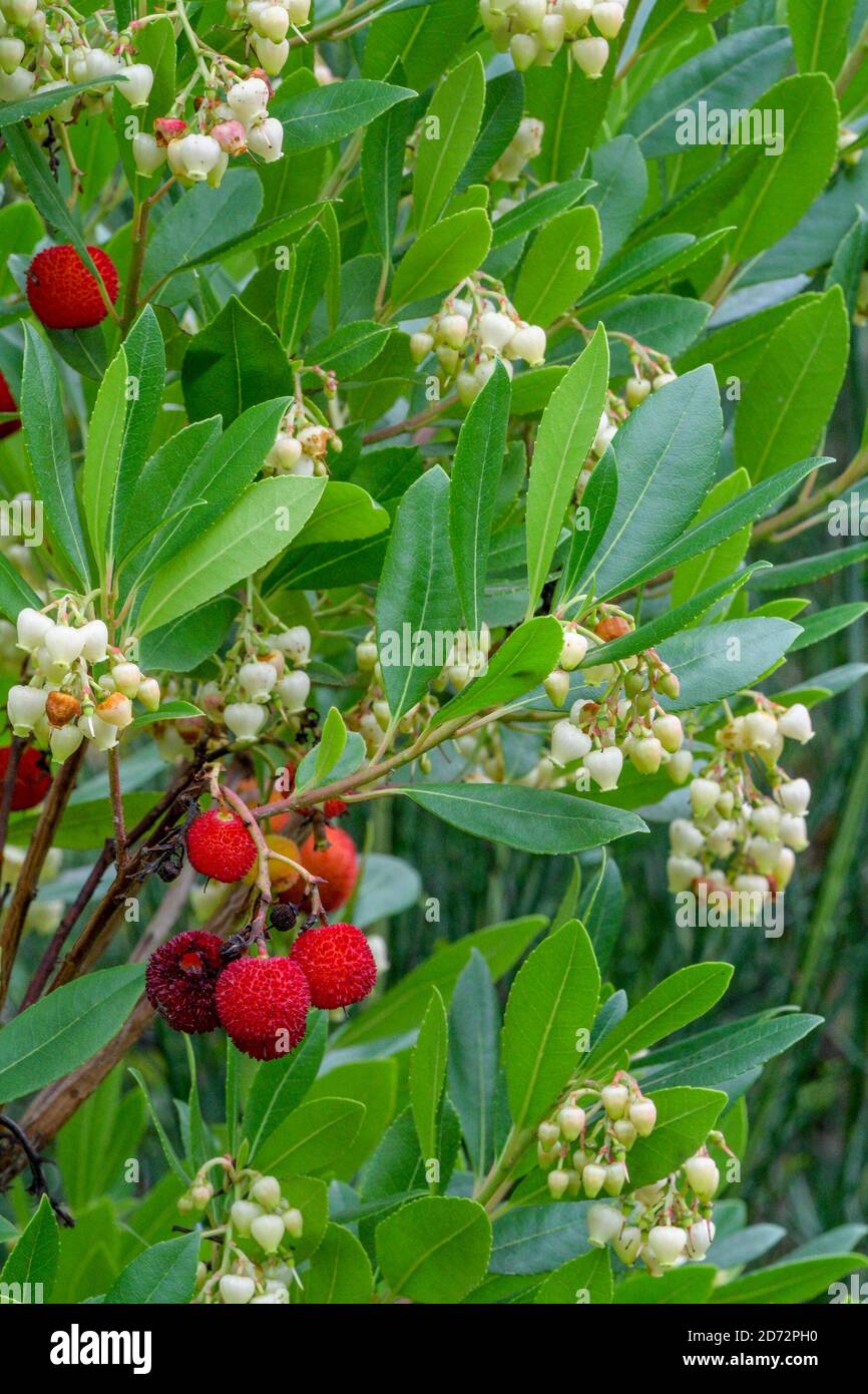Arbutus unedo hi-res stock photography and images - Alamy