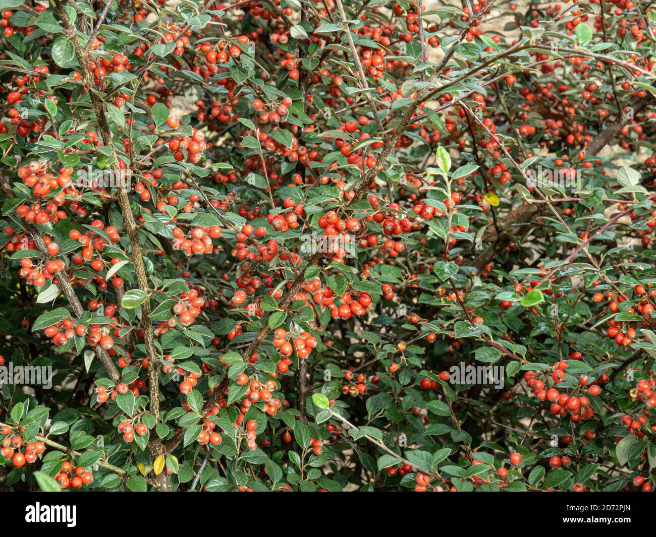 The bright red berries and the silvery green evergreen foliage of ...