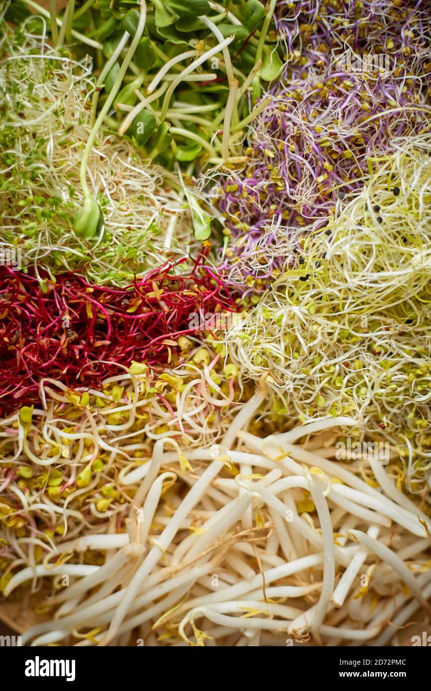 Vegetarian concept food. A set of different sprouted seeds for healthy ...