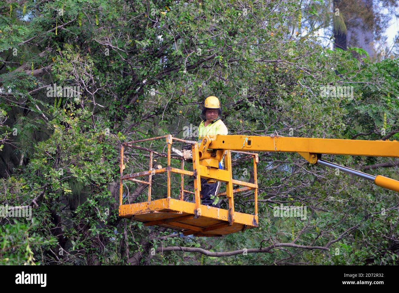 Hong kong tree worker hi-res stock photography and images - Alamy