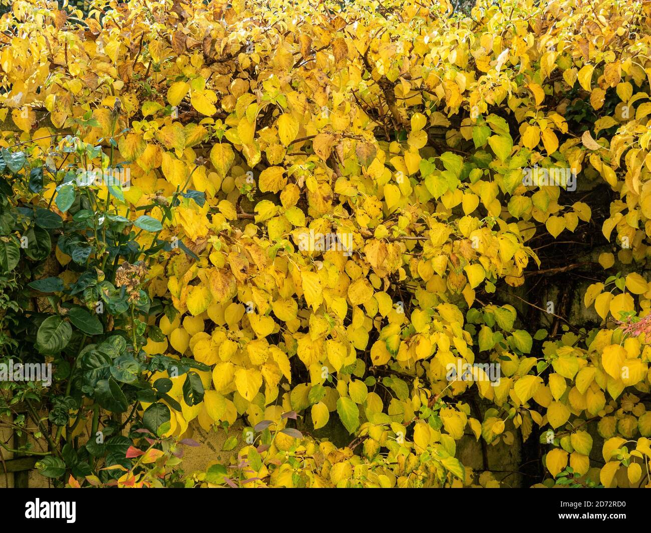 Climbing hydrangea hi-res stock photography and images - Alamy