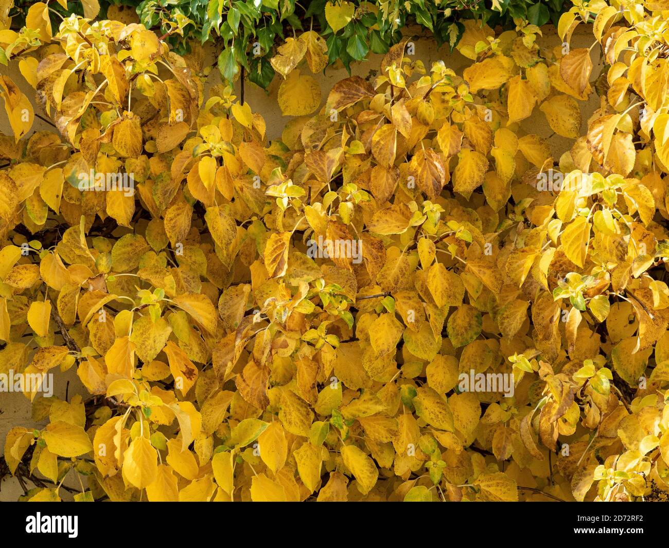 Climbing hydrangea hydrangea petiolaris hi-res stock photography and ...