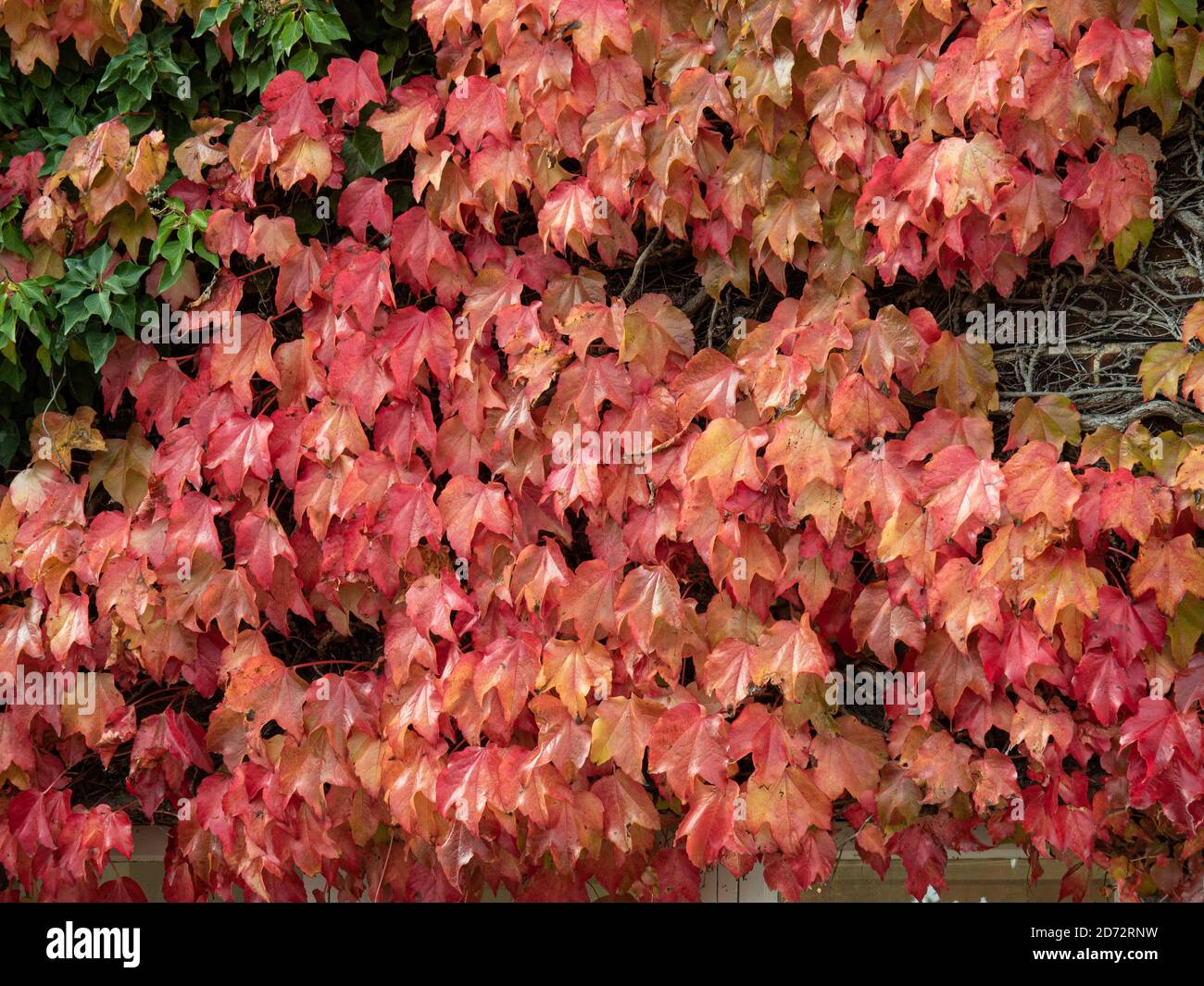Part of a wall covered in the bright red autumn leaves of a Boston Ivy ...