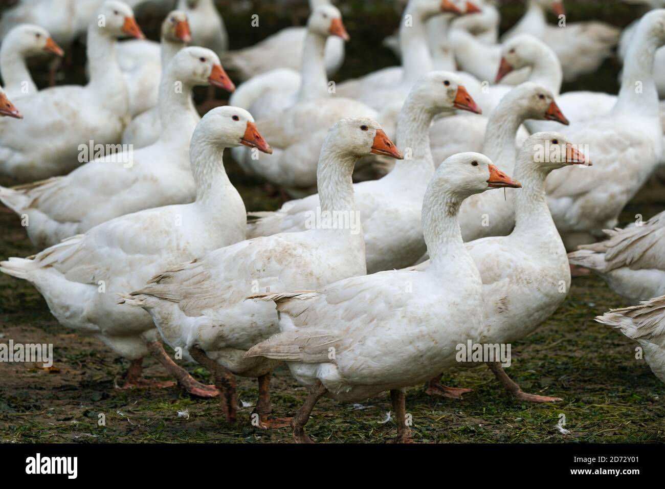 Wermsdorf, Germany. 19th Oct, 2020. Breeding geese "Eskildsen heavy" in ...