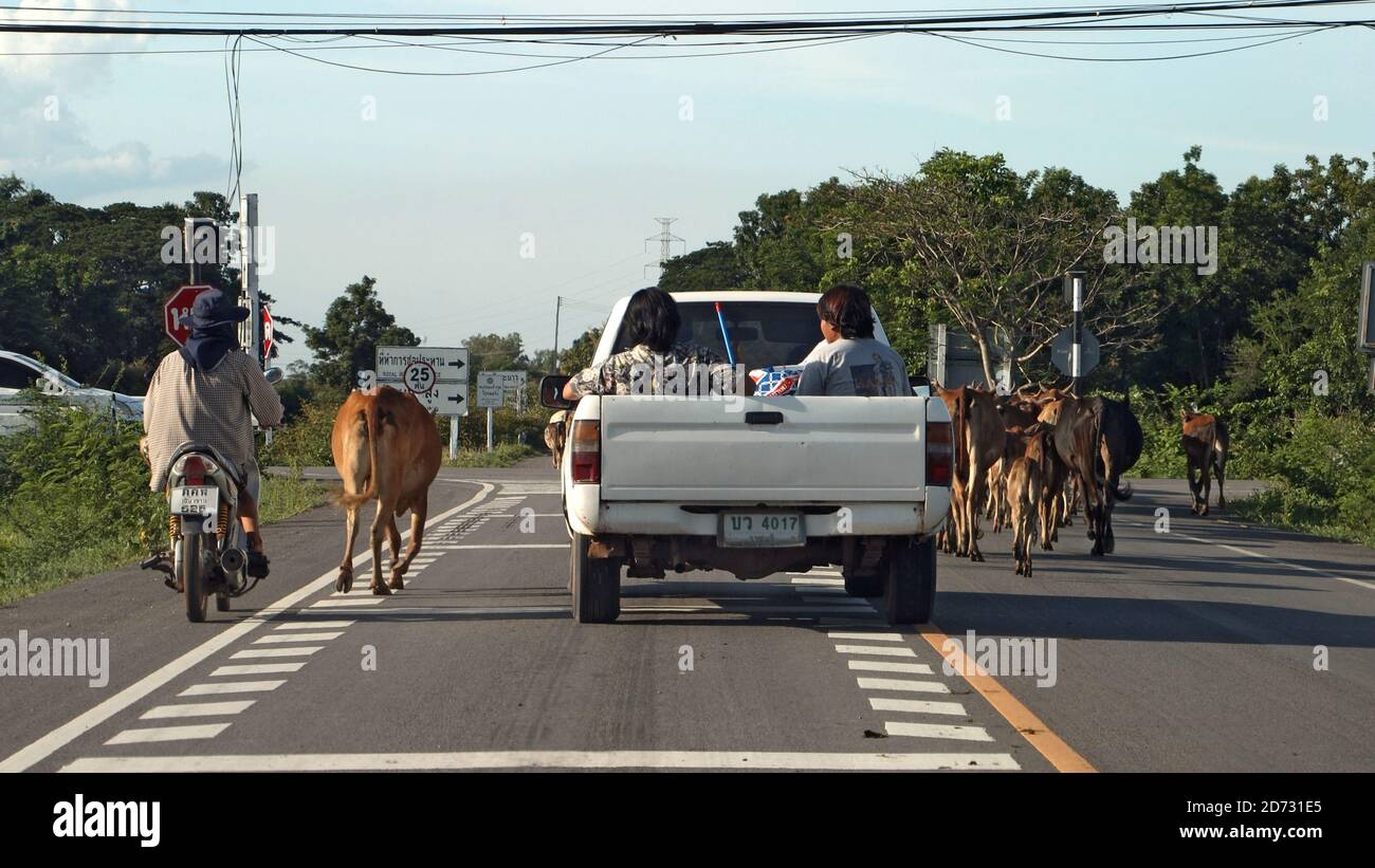CHON BURI, THAILAND, JULY 18 2020, A herd of cows walks on the road in ...