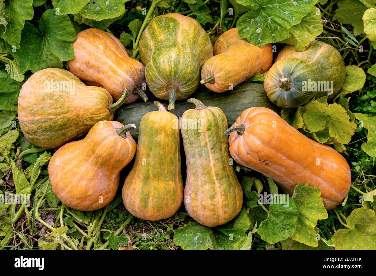Closeup different types pumpkins hi-res stock photography and images ...