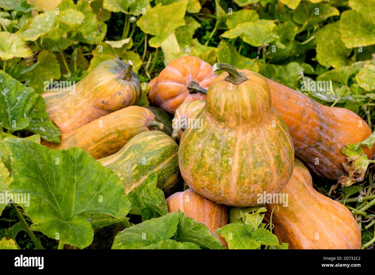 Closeup different types pumpkins hi-res stock photography and images ...
