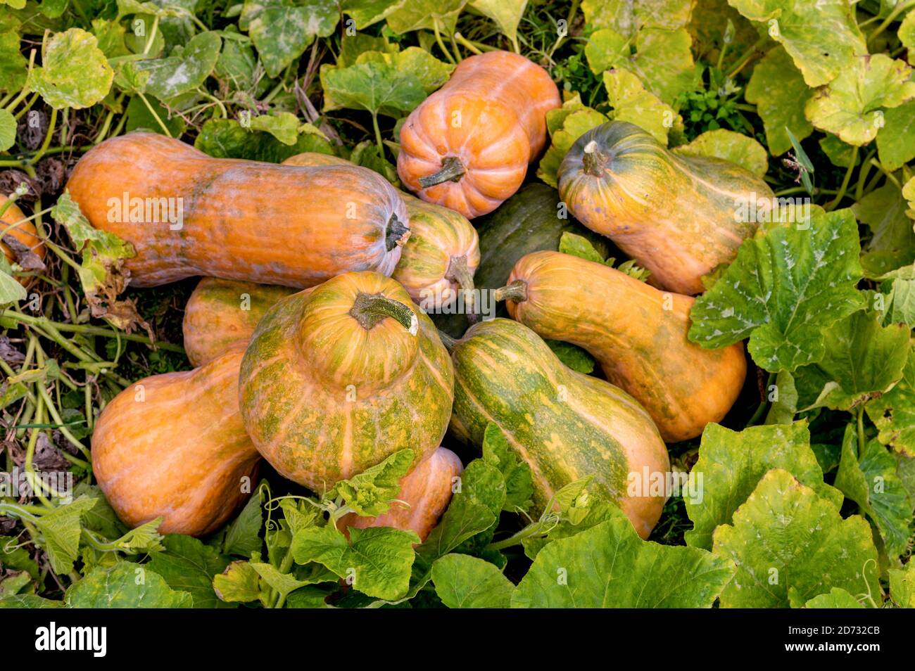 Closeup different types pumpkins hi-res stock photography and images ...