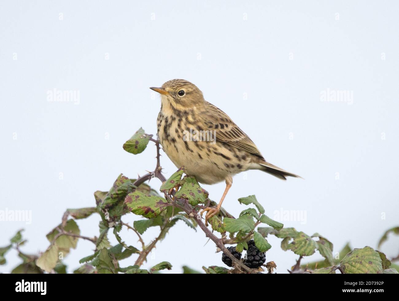 Tree pipit autumn hi-res stock photography and images - Alamy