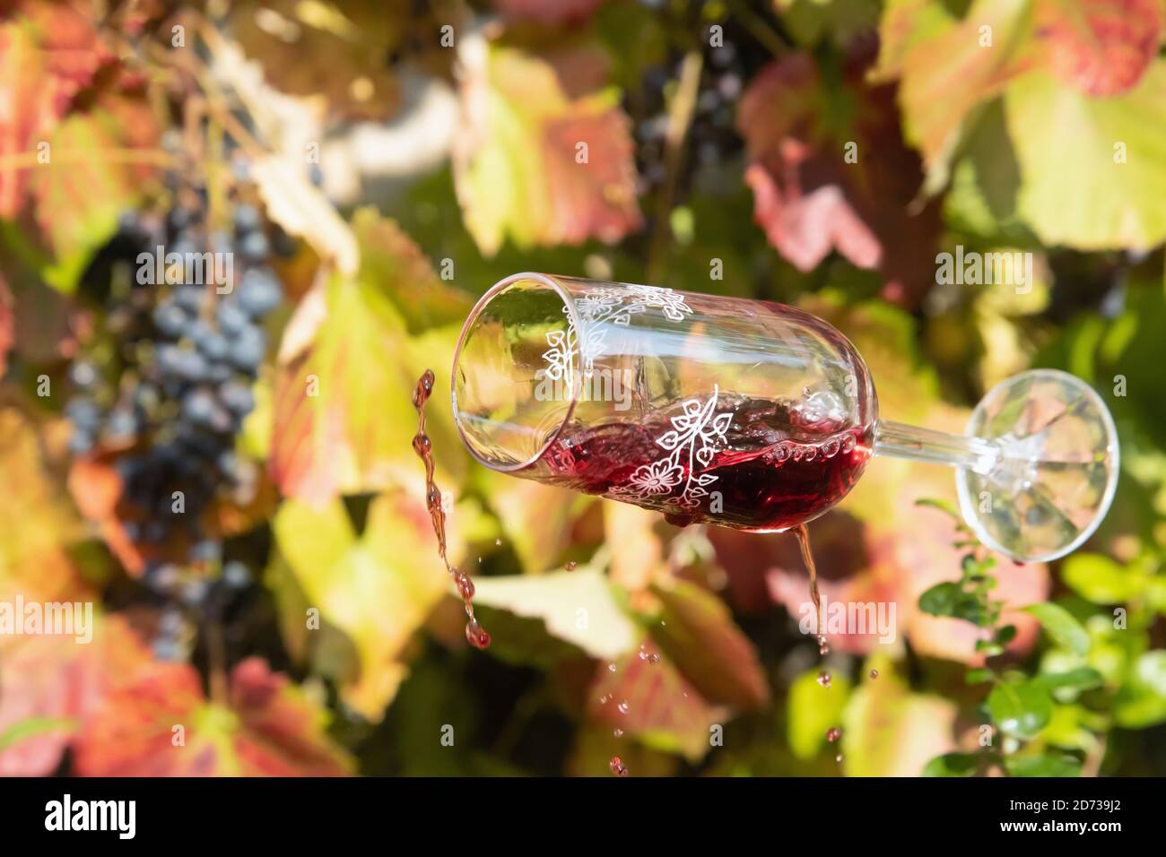 Glass with red wine falls on the background of a vineyard with grapes ...