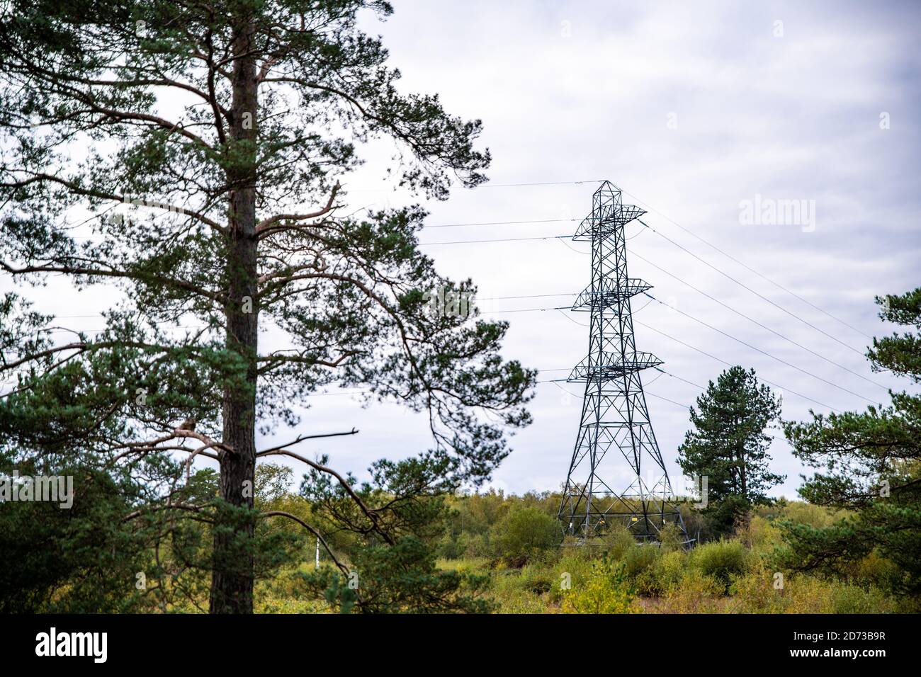 Autumnal woodland landscape: Electricity pylons in the natural ...