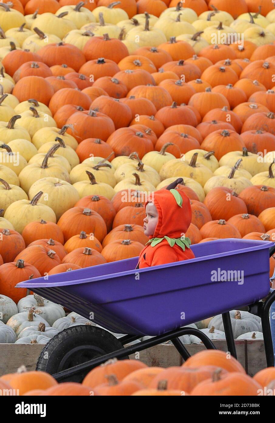 Sunnyfields farm hi-res stock photography and images - Alamy