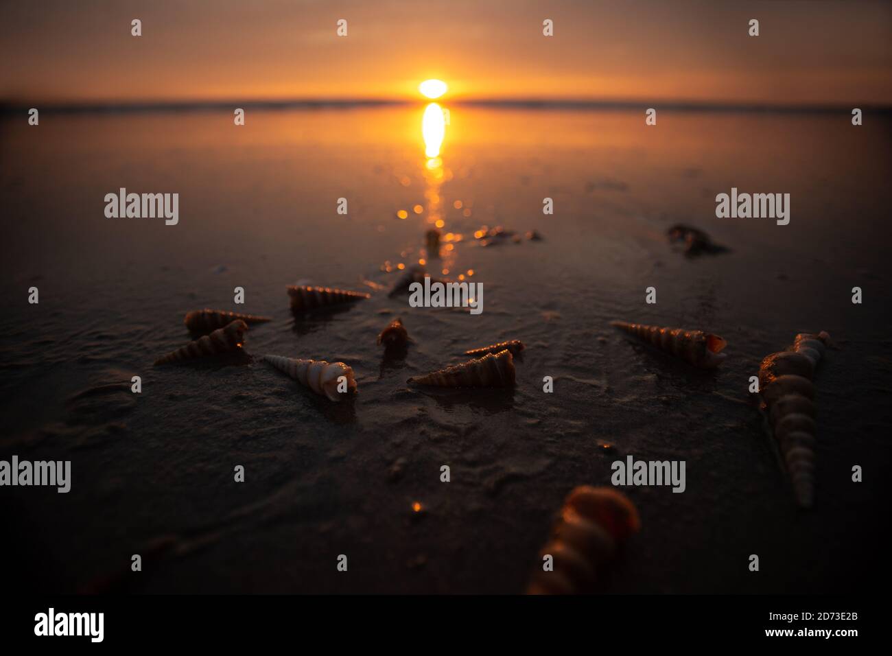 Seashells on a sand beach and tropical red sunset. Benaulim beach ...
