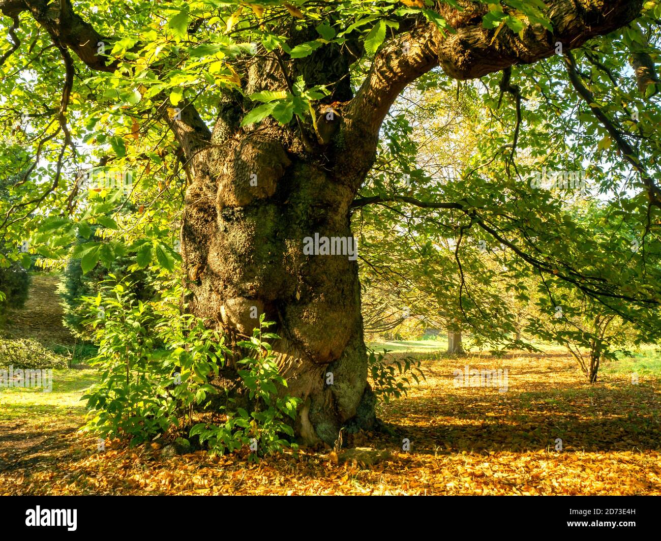 Impressive and beautiful ancient sweet chestnut tree in autumn sunlight ...