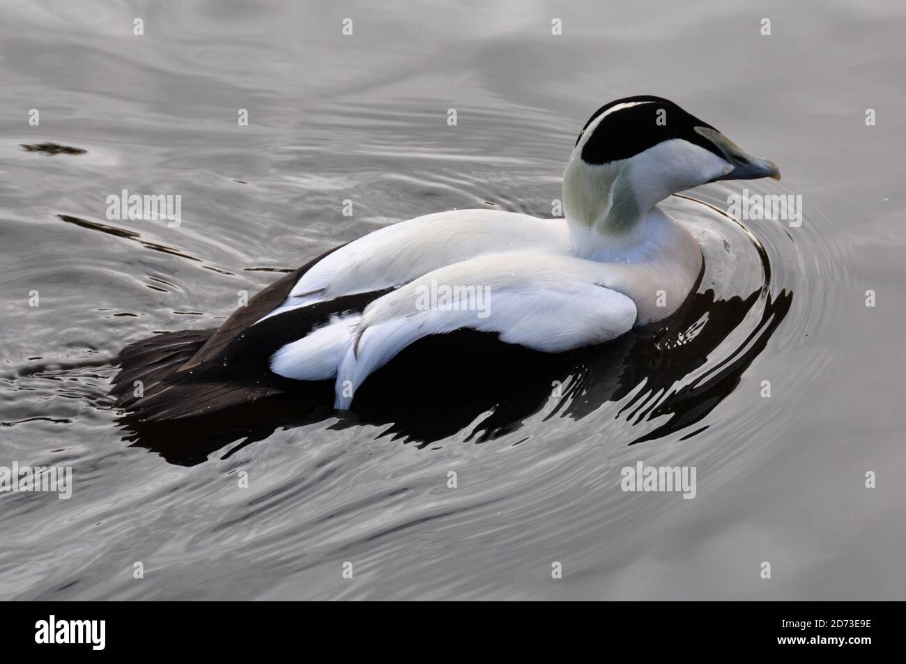 Male Eider Duck, origin on Eiderdown which is taken from the nest ...